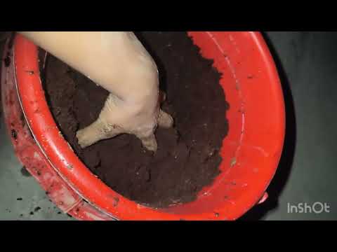 How to coco peat use and grow plant - YouTube