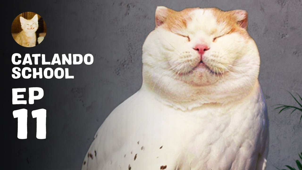 EP11 - PEPPER CAT VS THERAPIST 👀🫑 - YouTube