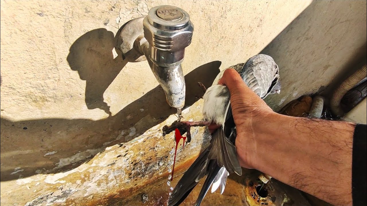 Mere Kabootar ko kya hogya | How to remove freeze mud from pigeon nails ...