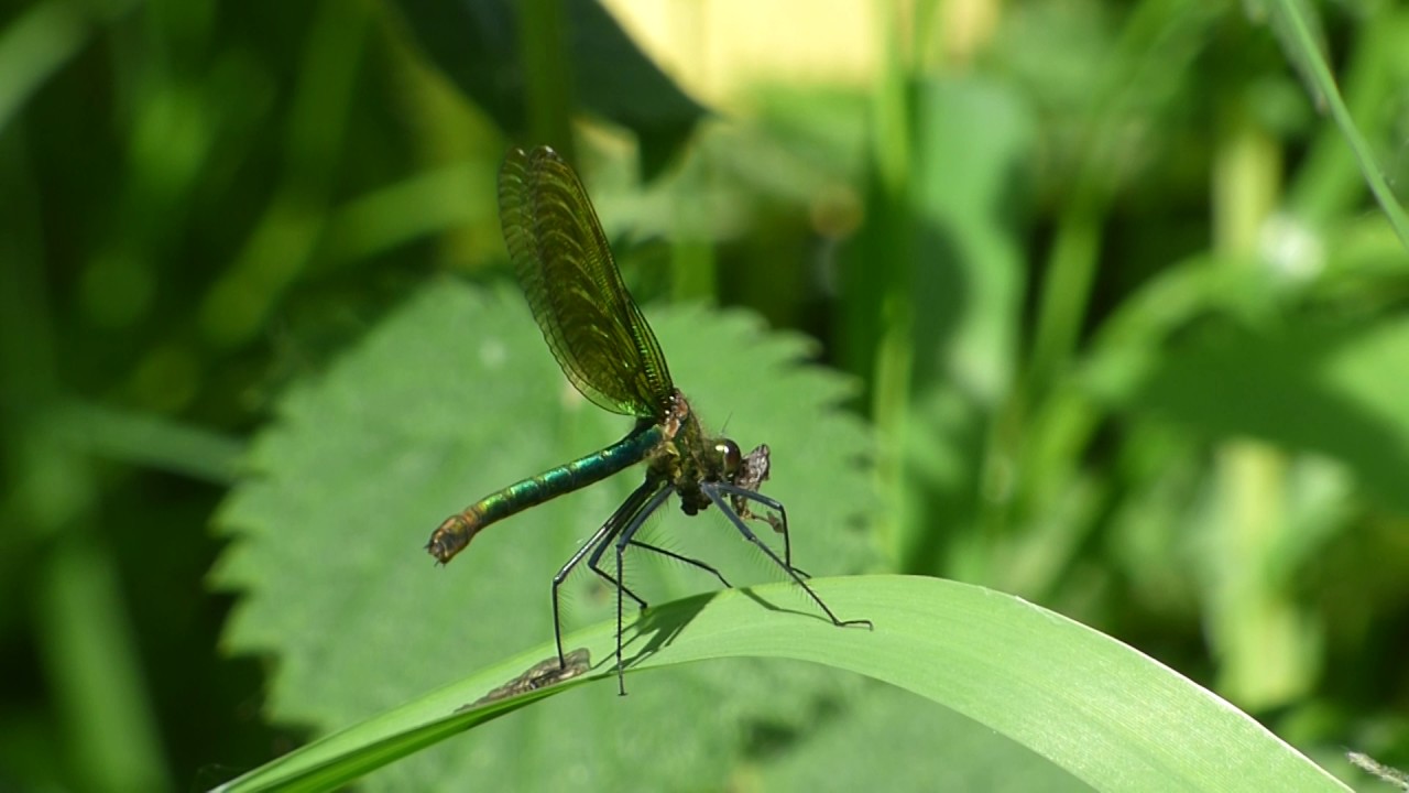 Female Banded Damselfly , eating Mayfly :) - YouTube