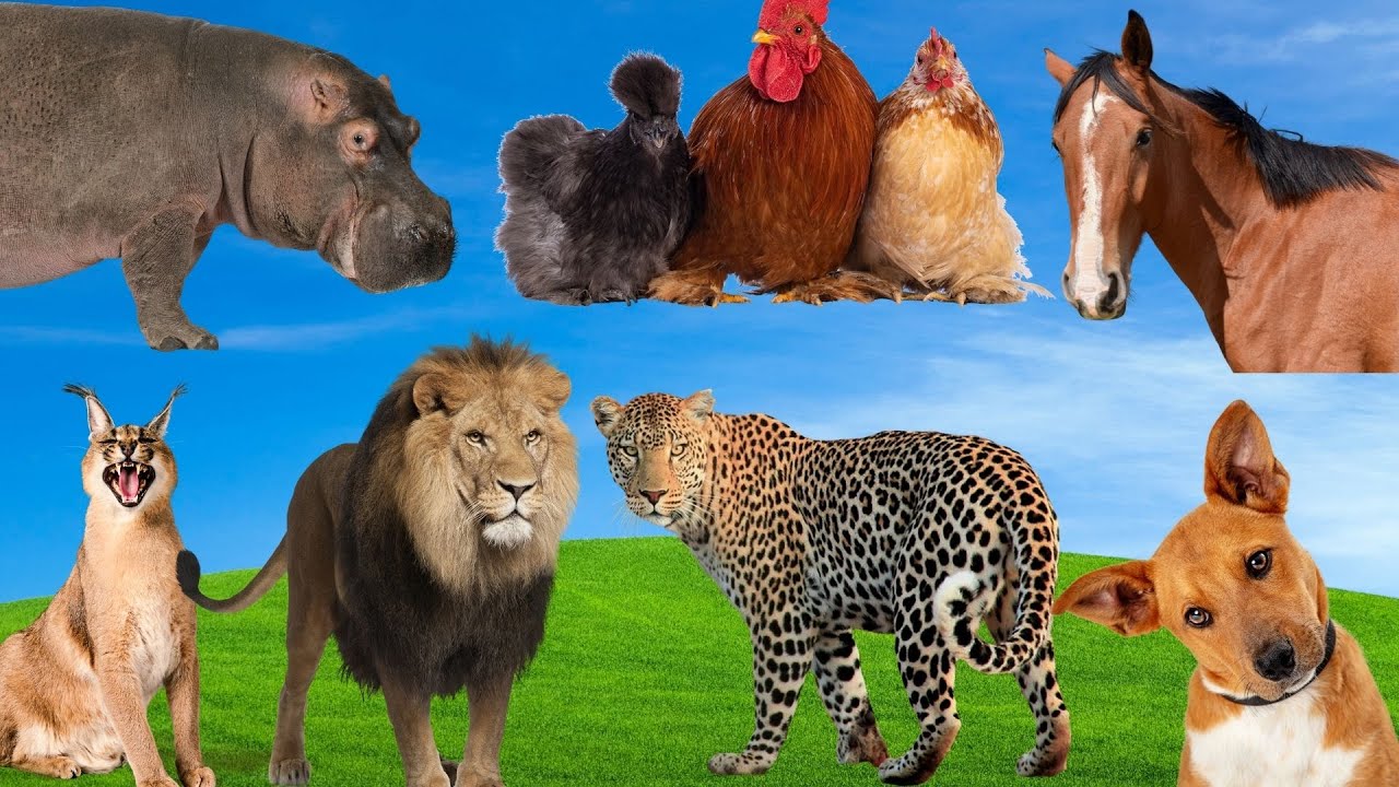 Bustling animal world sounds: Polar bear, Moose, Zebra, Hippopotamus ...