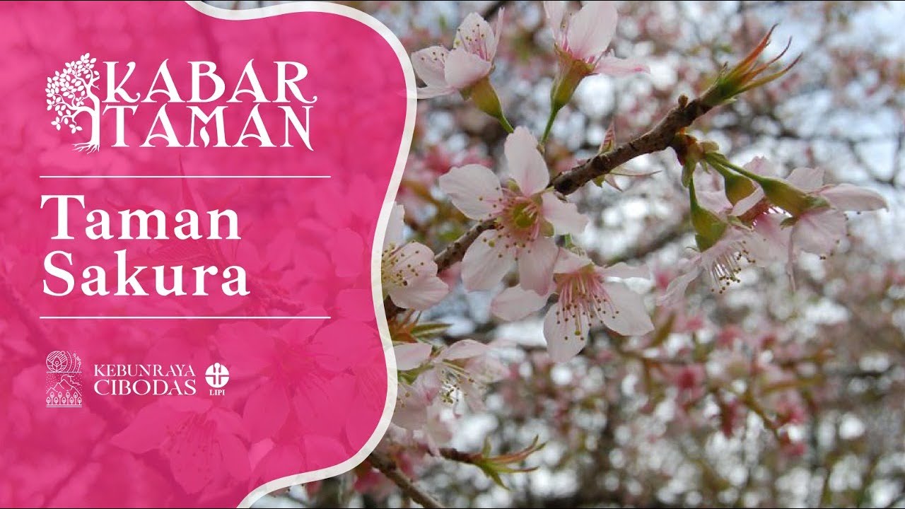 Kebun Raya Cibodas - Kabar Taman : Bunga Sakura ada di Indonesia? Ada ...