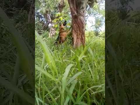 Buscando guasalo en Honduras - YouTube