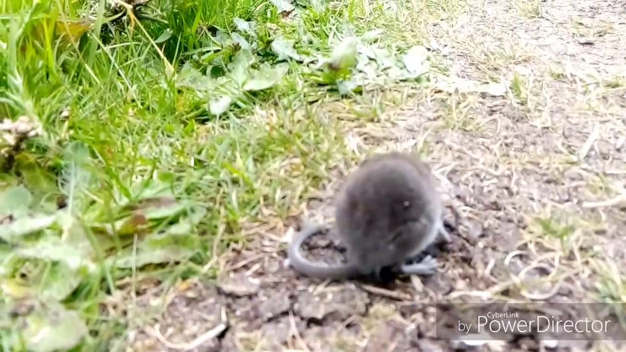 Cute Baby Shrew Wallpaper