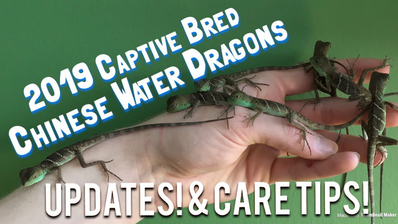 Hatchling Water Dragon Updates & Care Tips!|USA Captive Bred Chinese ...