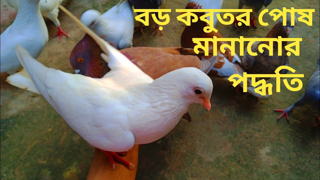 বড় কবুতর পোষ মানানোর উপায়।। কবুতর পোষ মানানোর পদ্ধতি।।kobutor pos ...