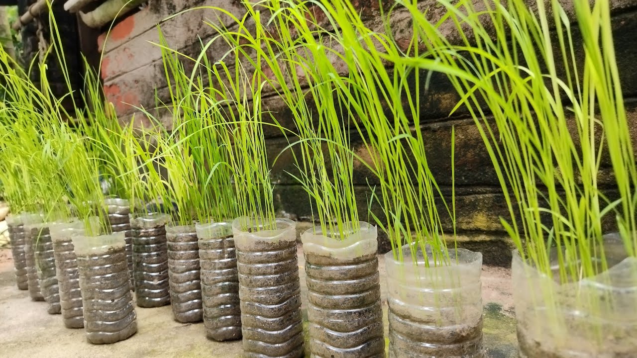 How to grow rice plants step by step at home(Part-2) - YouTube