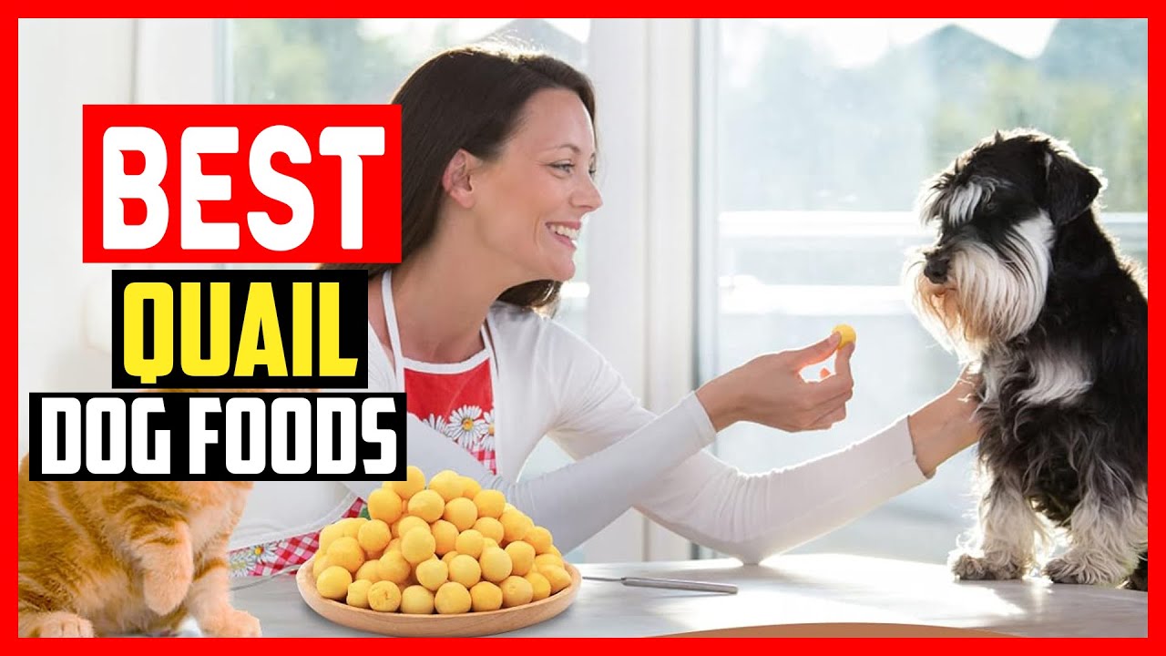 Top 5 Best Quail Dog Foods in 2026 - YouTube