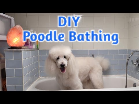 Tips on How to Bathe Your Poodle at Home - YouTube