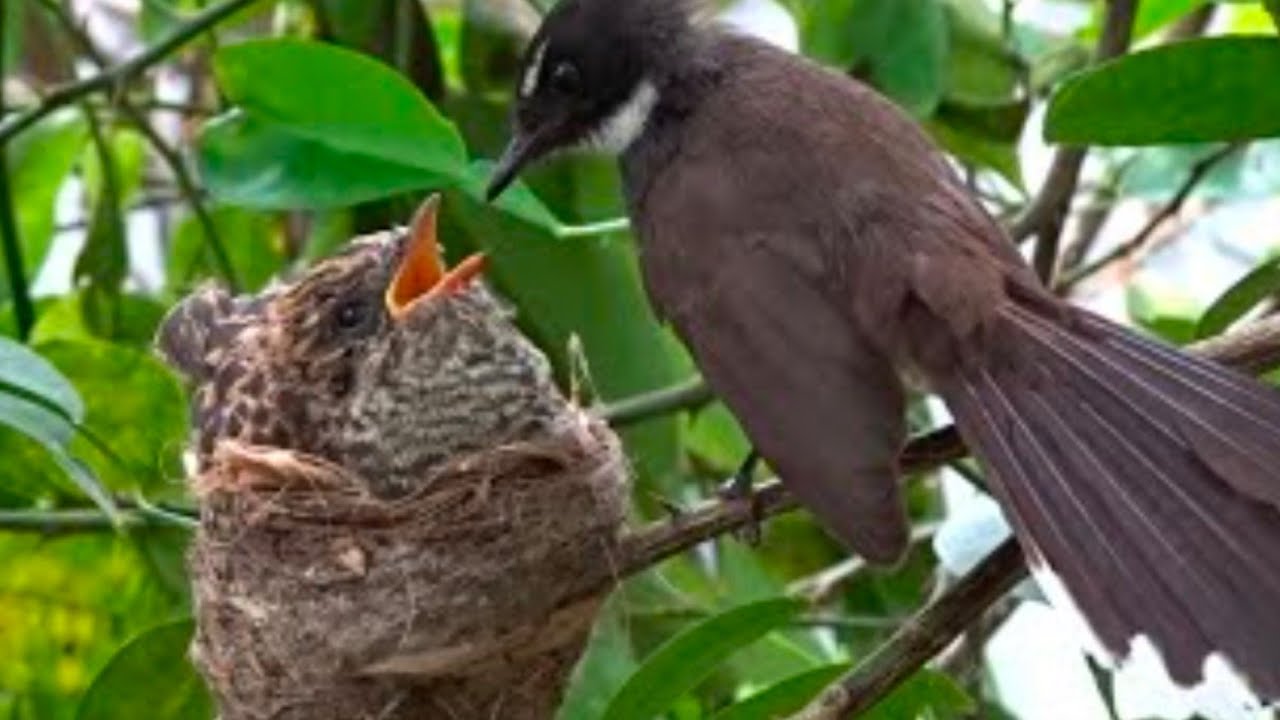 Very aggressive baby cuckoo | 14 days - YouTube