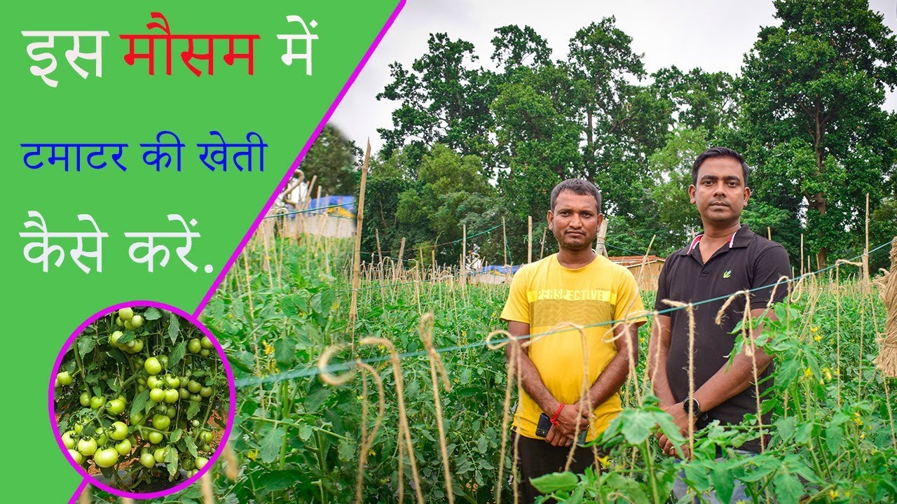 इस मौसम में करें टमाटर की खेती | Tomato farming | Off season farming ...