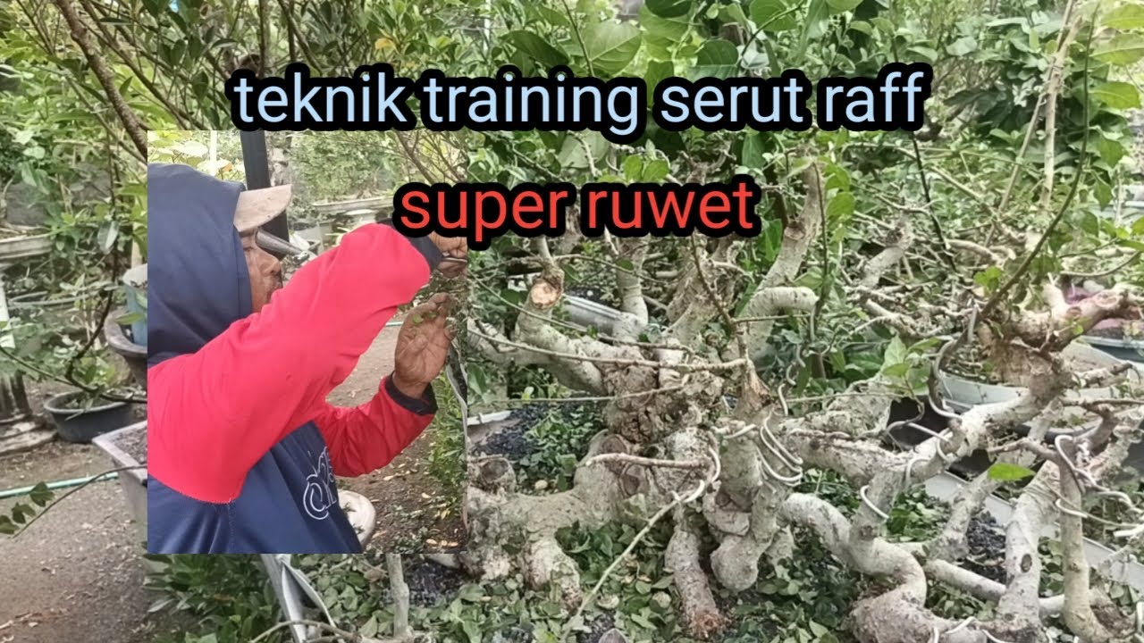Membuat rangka bonsai serut raff meliuk - YouTube