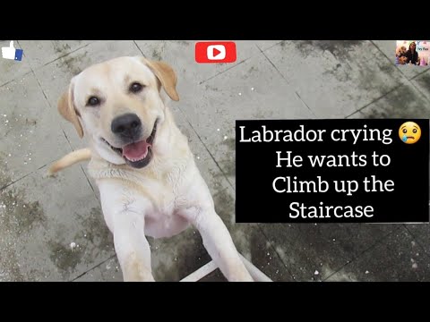 Labrador crying😢he wants 2climb up the stairs#dogfood #easyfood # ...