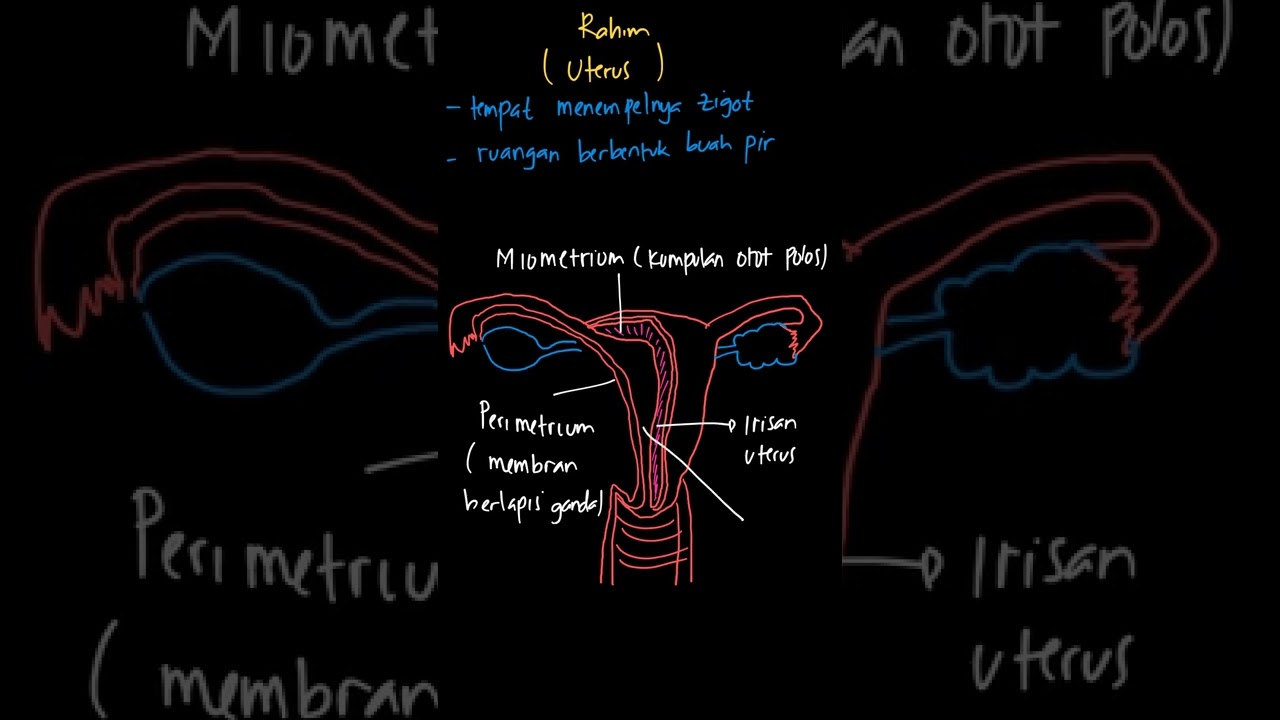Bagian rahim yang meluruh saat menstruasi ... | Pendalaman Buku | Kelas ...