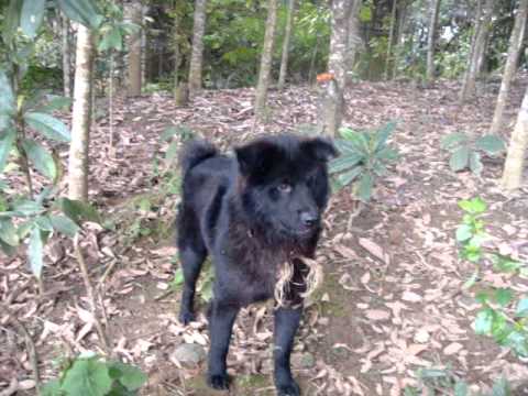 Bắc Hà dog - YouTube