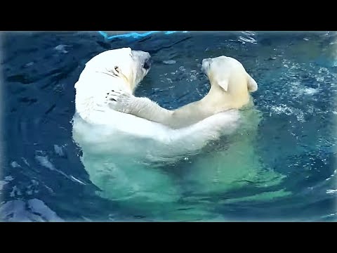 Тренировочный бой. Норди против Герды - YouTube