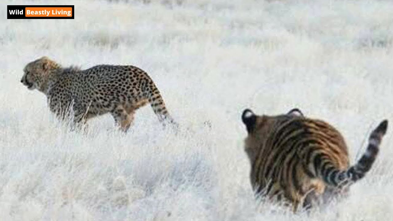 Cheetahs Challenge Tigers in Africa: A Remarkable Encounter - YouTube