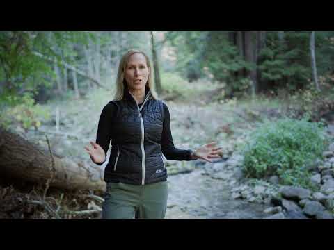 Introduction to Forest Bathing