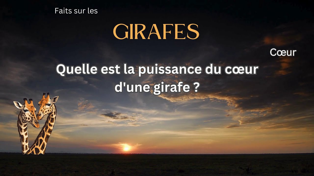 Fait sur la Girafe 35 - Quelle est la puissance du cœur d'une girafe ...