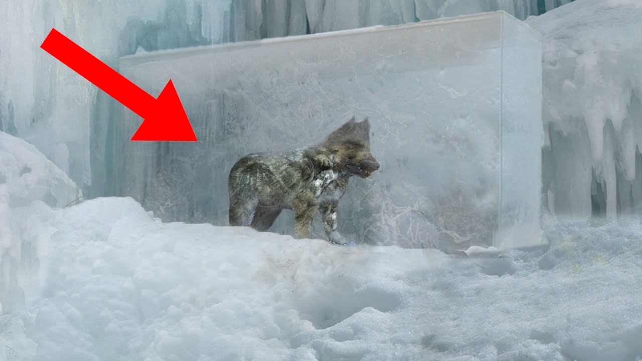 Strangest Things Found Frozen in Ice - YouTube