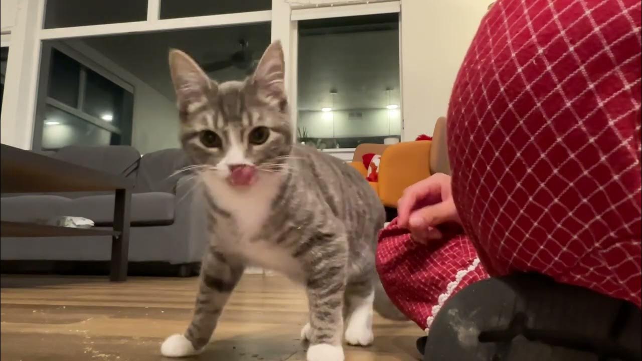 Catnip addiction - YouTube