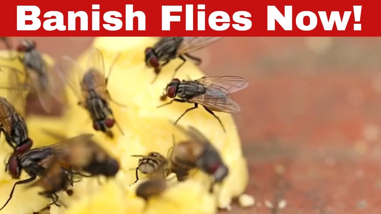 How to Get Rid of Flies Effectively In Simple Steps! - YouTube