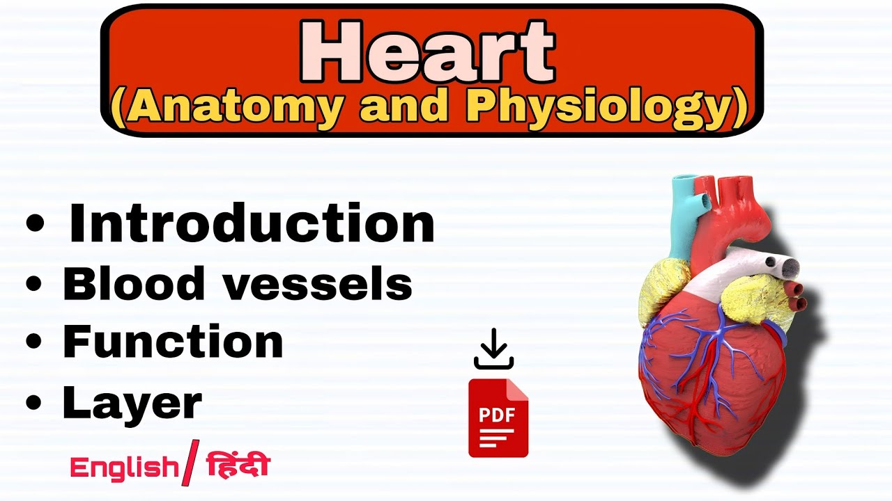 Heart Anatomy And Physiology | circulatory system | #education - YouTube