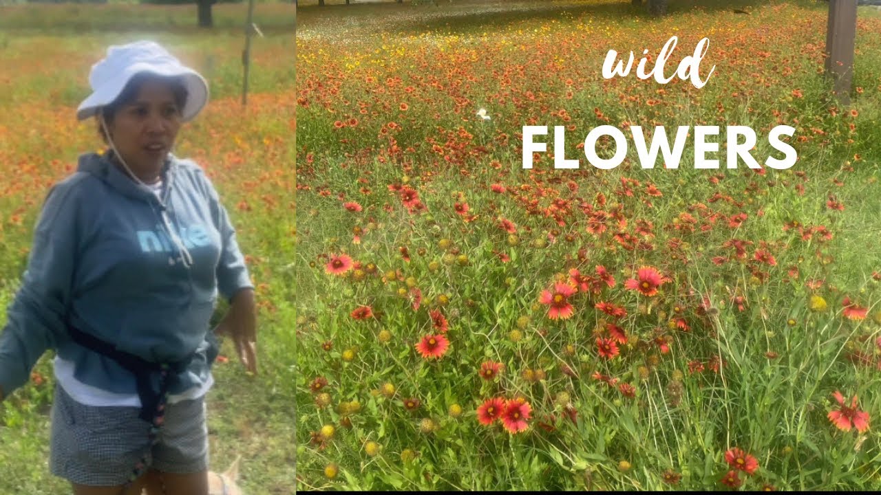LBJ STATE PARK SUMMER WILD FLOWERS IN TEXAS | SA SOBRANG ULAN ...