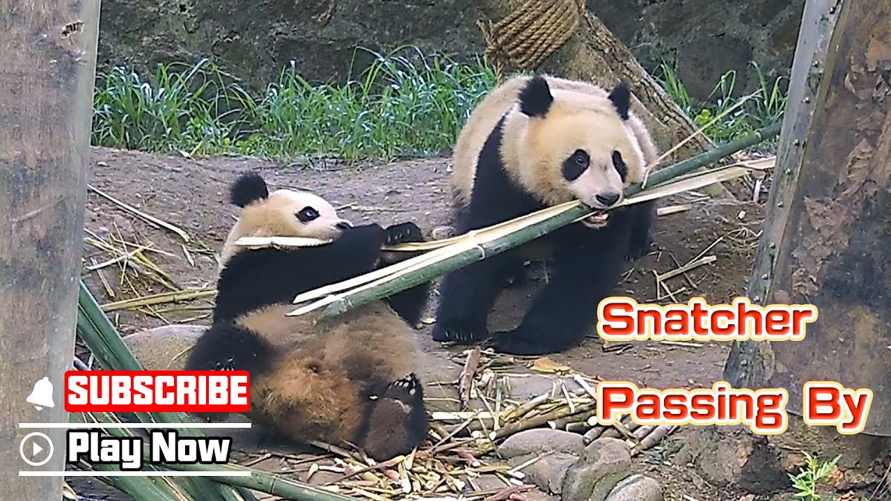 Foodie Panda’s Food Anti-Theft Radar Is On | iPanda - YouTube
