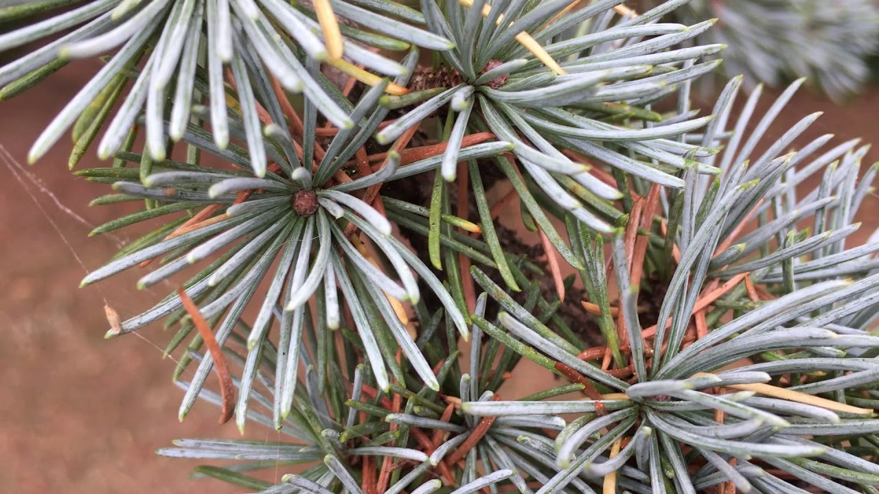 Blue Atlas cedar - leaves close up - September 2018 - YouTube