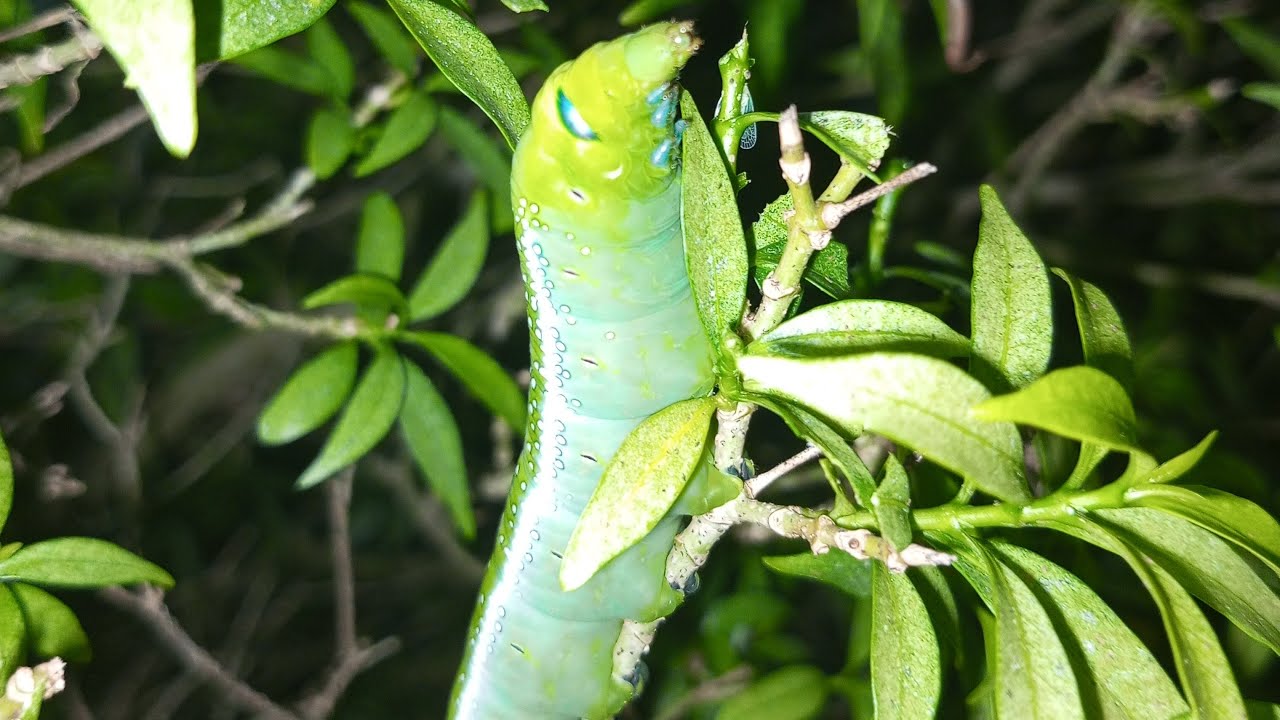 Noryn Vlog is going live! - YouTube