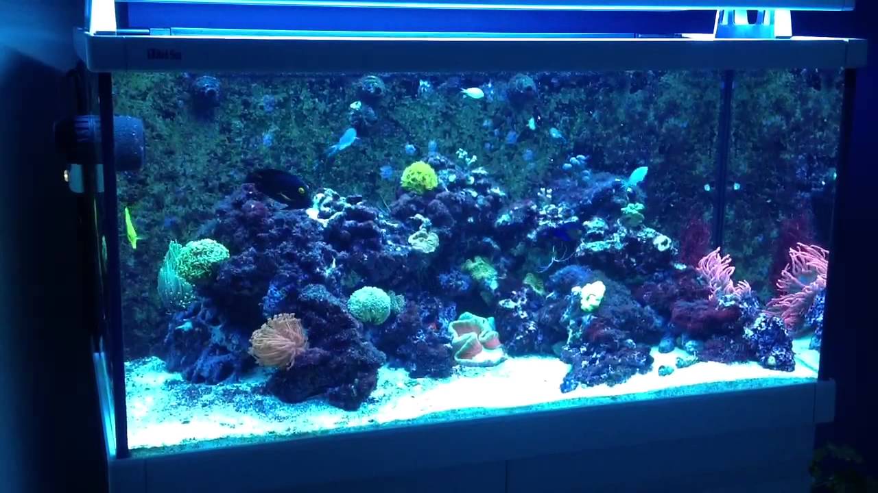 Red Sea Max S 500 - YouTube