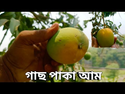 গাছ পাকা আম পাড়তে গাছে উঠলাম/gach paka aam - YouTube