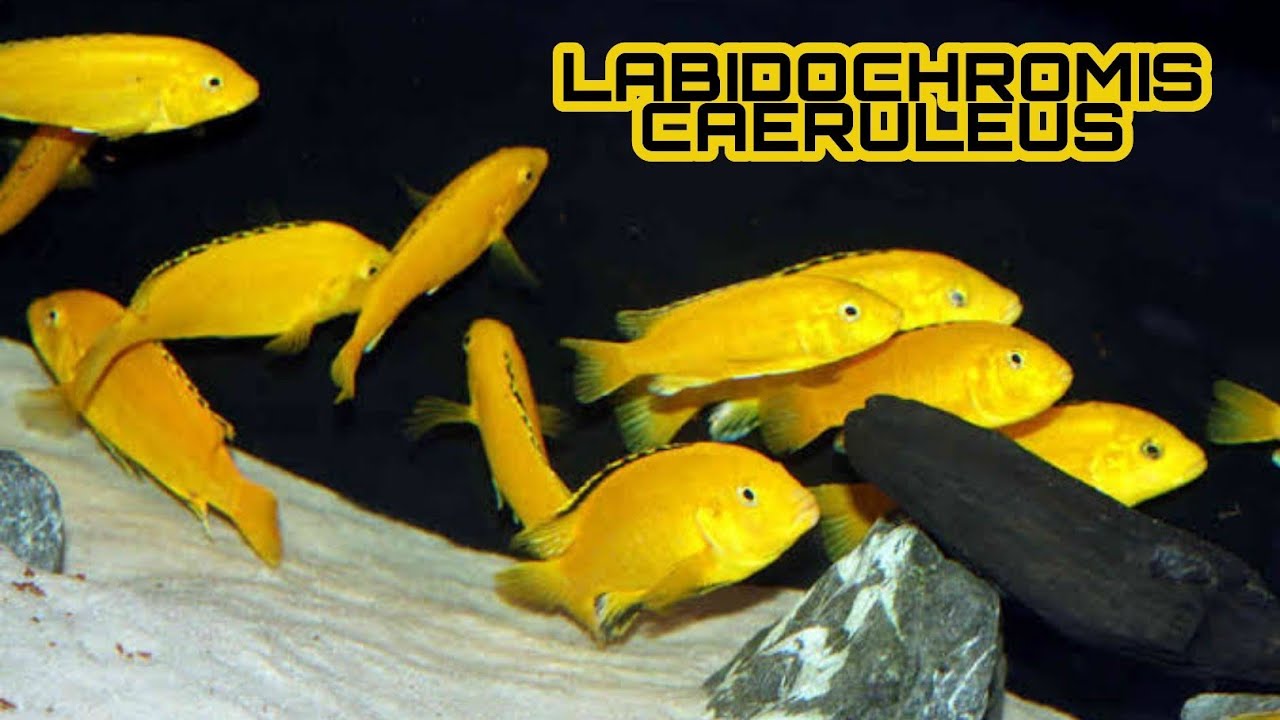 LABIDOCHROMIS CAERULEUS, YELLOW - VAMOS FALAR DE ESPÉCIES? #013 - YouTube