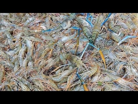 Shrimp and carp have been caught with nets in the pond | fishing video ...