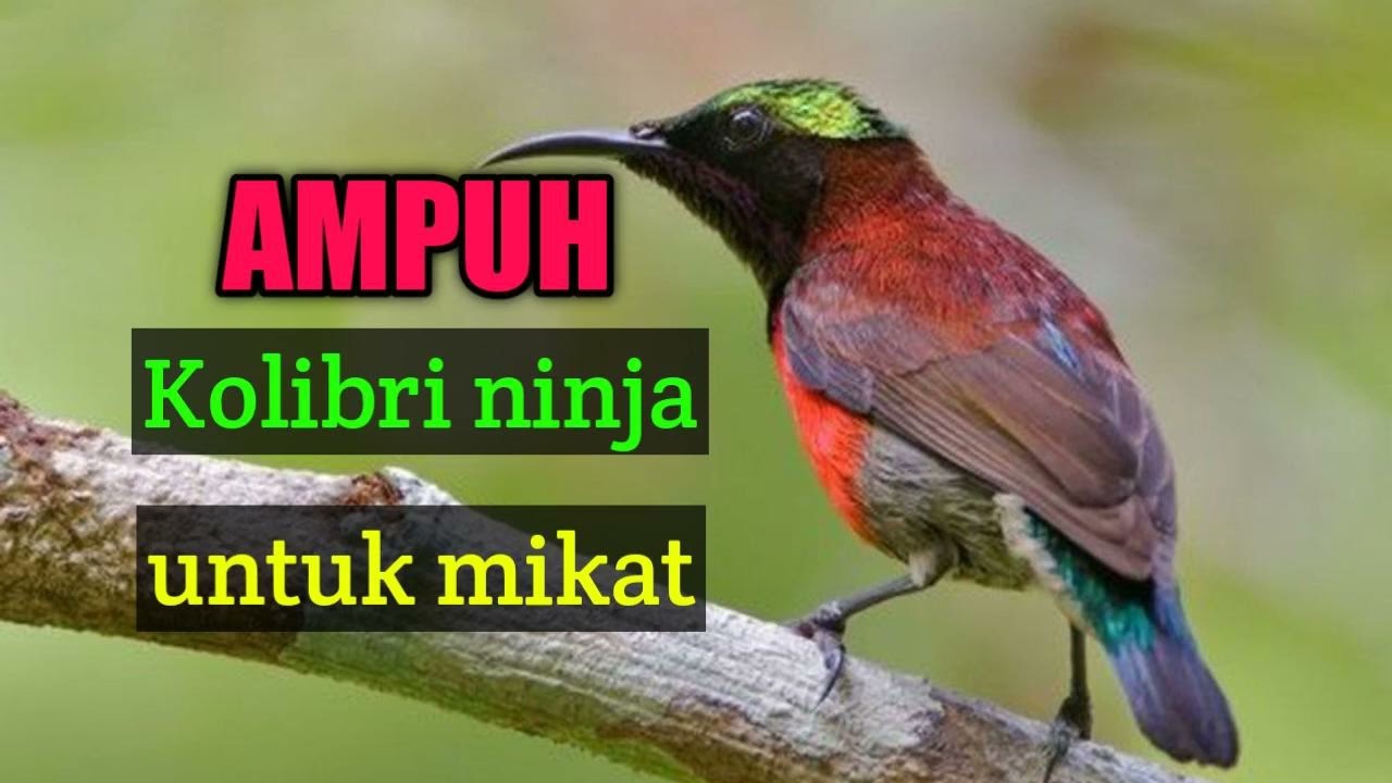 suara burung Kolibri ninja buat pancingan Kolibri memikat - YouTube