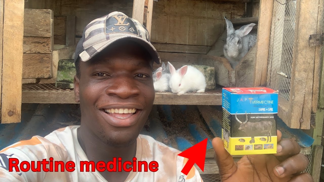 Routine medication for female rabbit that has given birth from day 1 to ...