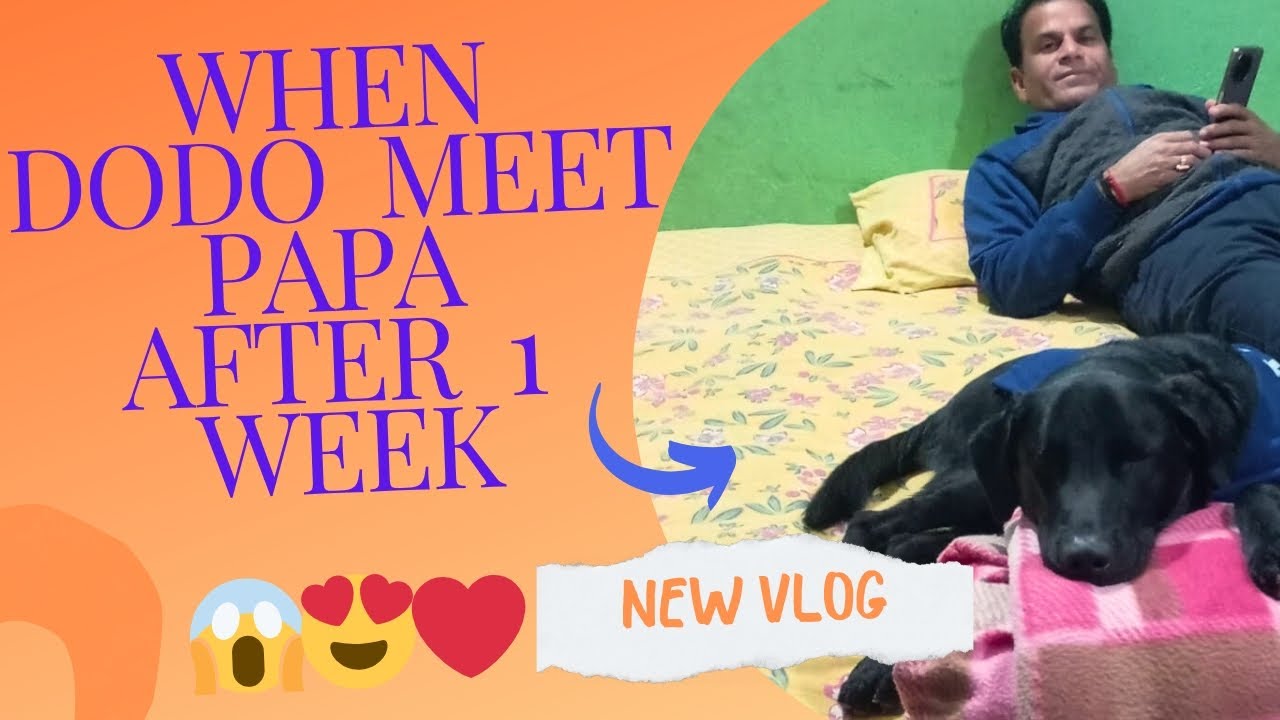 when dodo met papa after 1 week🥺😱😍 ♾️🧿#love #family #forever #trending ...