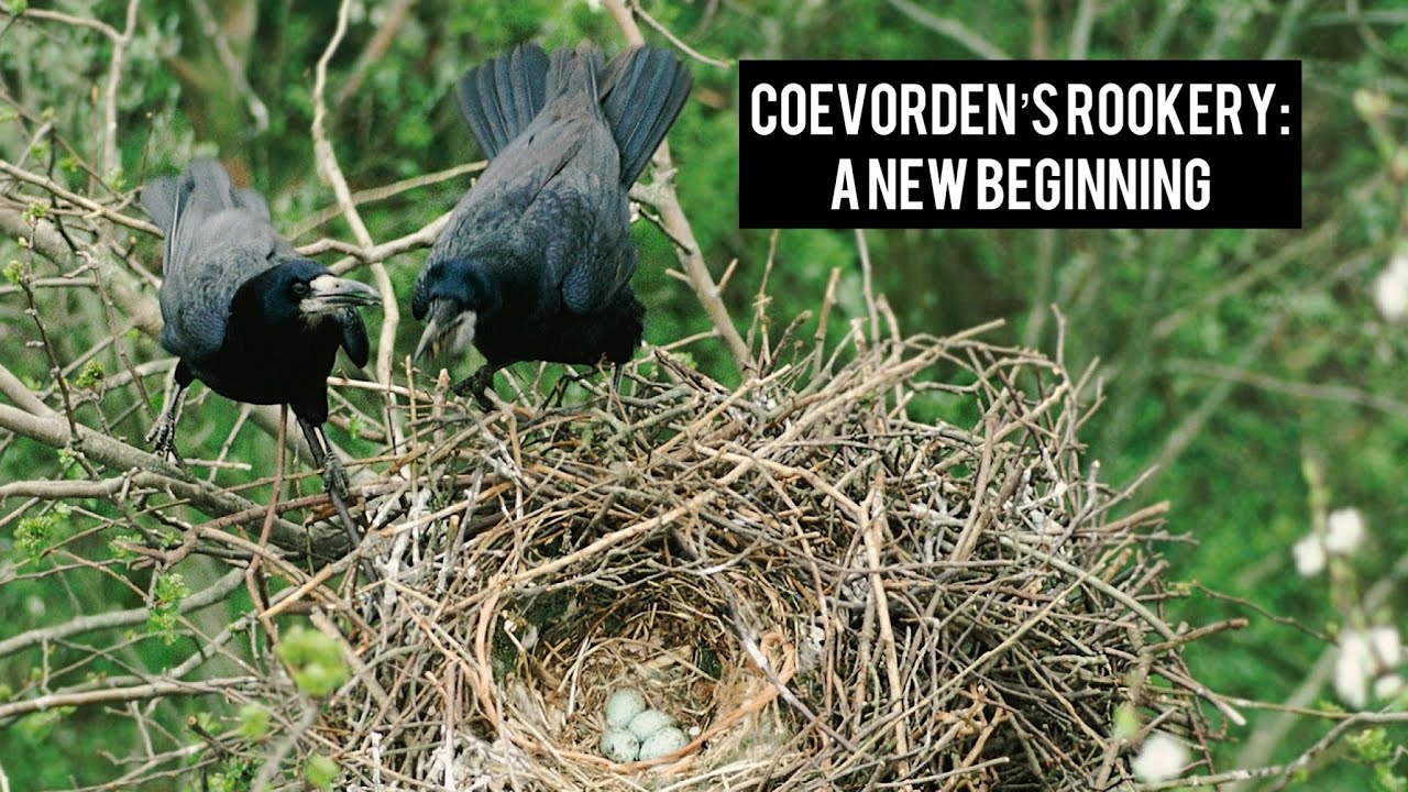 Coevorden's Magical Rookery: Discover the Egg Breeding Season and Nest ...
