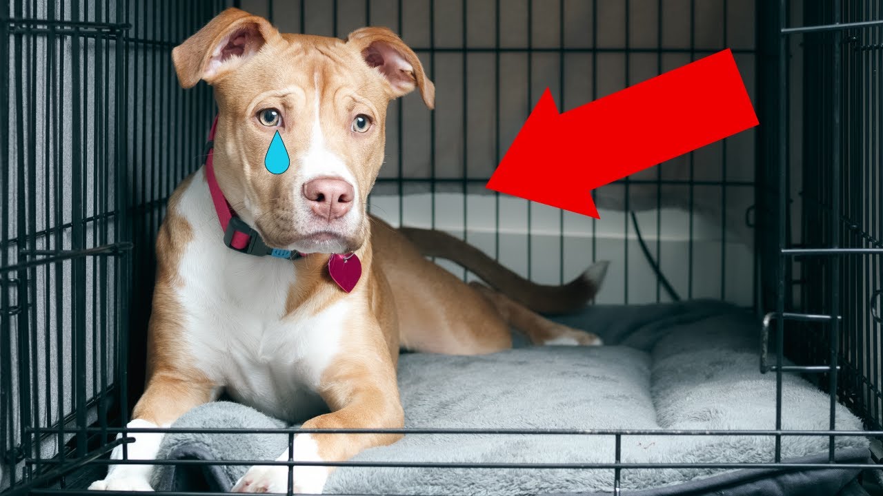 Unseen Tears! How You're Unknowingly Breaking Your Dog's Heart - YouTube