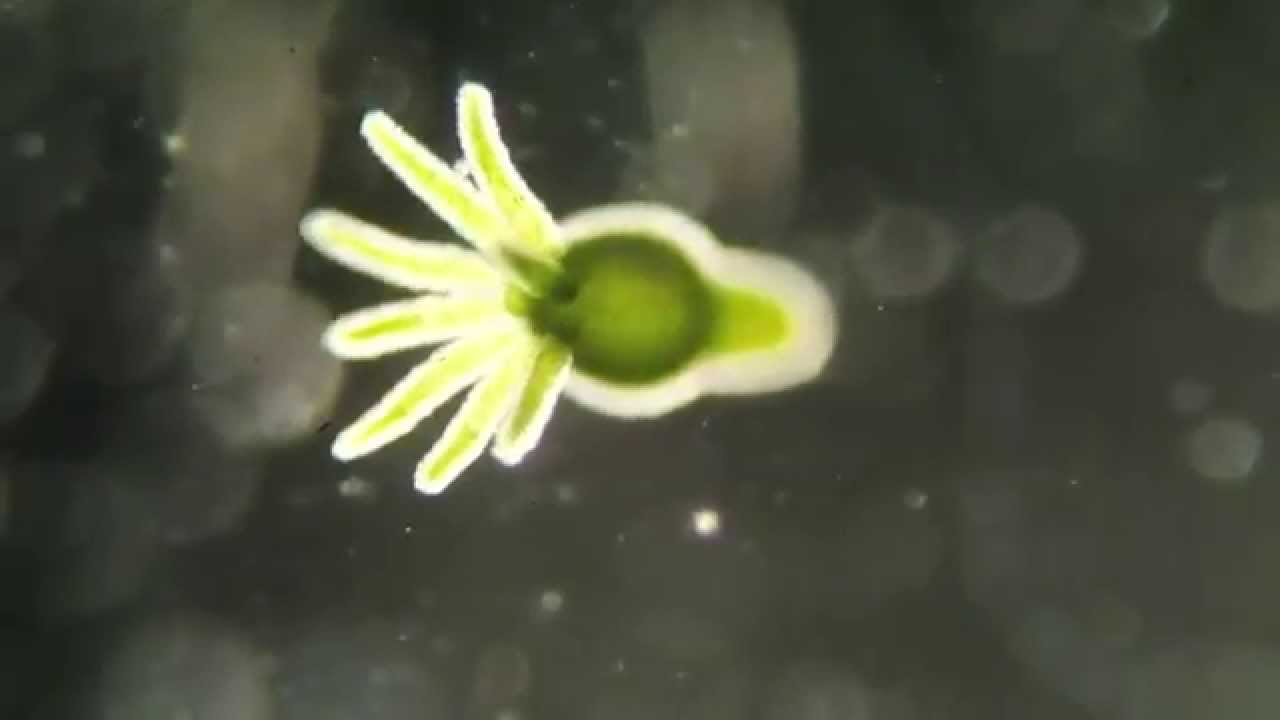 Hydre verte- Hydra viridis - YouTube