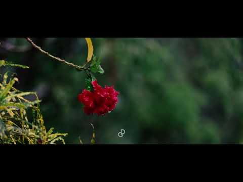 new nature whatsapp status | forest bgm | instagram reel | nature beauty status rain whatsappstatus
