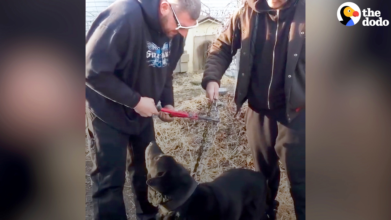 Dog Chained Up For 15 Years Gets Rescued - YouTube