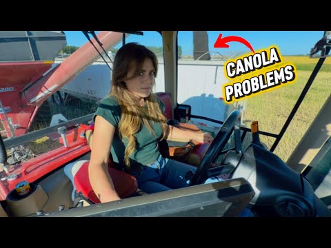 My FIRST Canola harvest Isn’t Going As Planned 