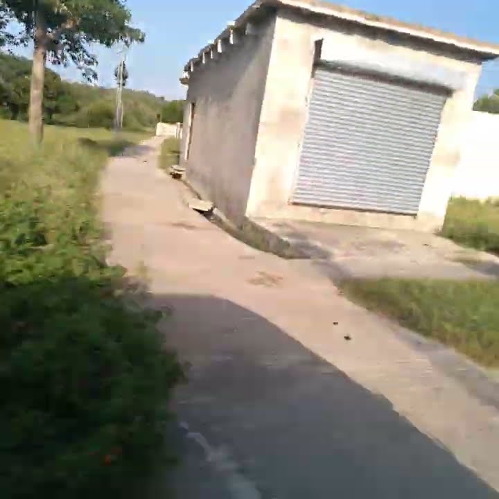 Village life style Animals Animals waking on the road - YouTube