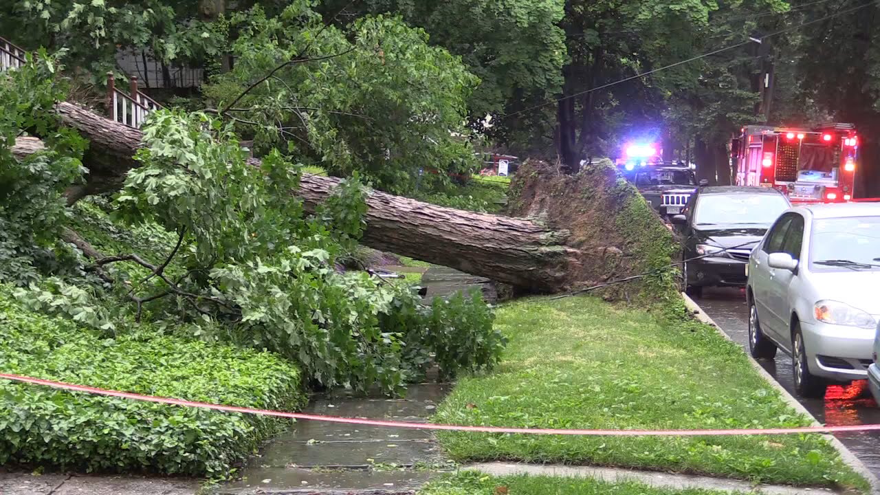 Rutherford NJ Downed Tree from Storm Winds 181 Springfield Ave June 5th ...