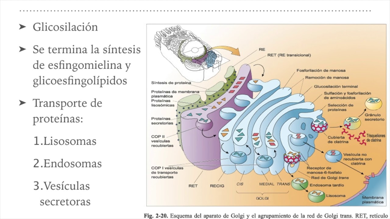 Transporte vesicular: Aparato de Golgi (parte 3) - YouTube