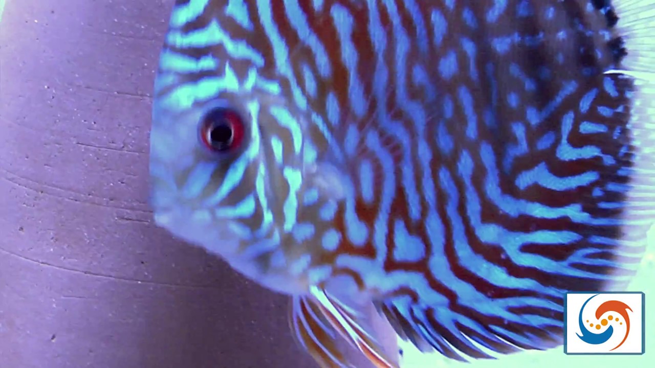 WHY WE LOVE DISCUS - YouTube