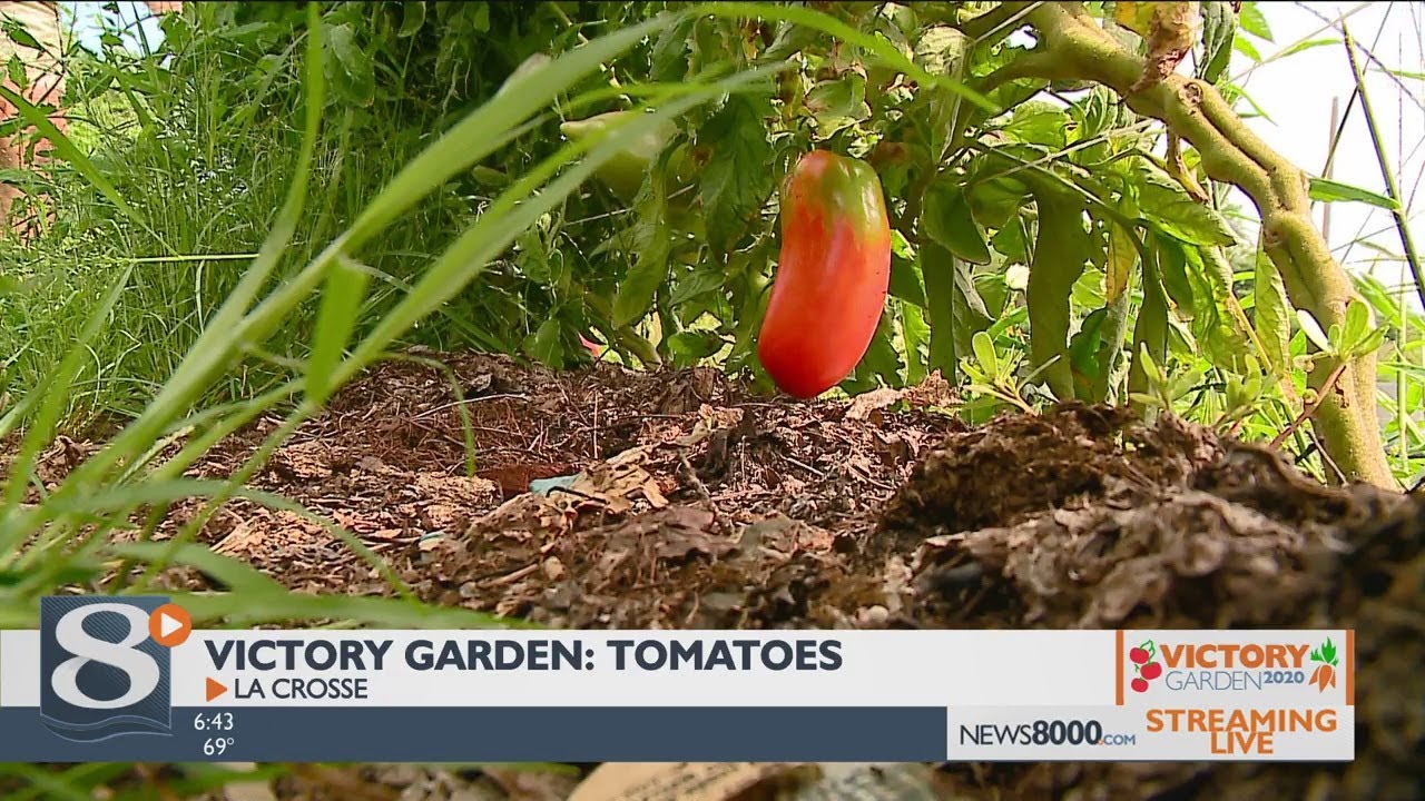 Victory Garden: Tomatoes - YouTube