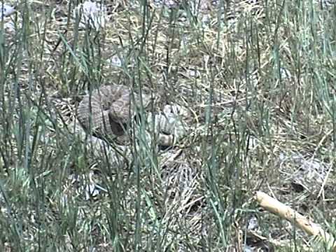 Prarie Rattlesnake Hawk Springs Reservoir, WY - YouTube